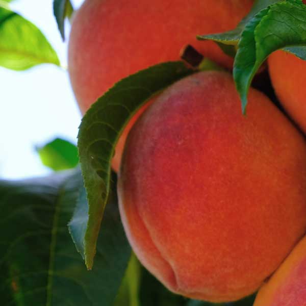 Peach trees and Nectarines – Nutcracker Nursery & Tree Farm