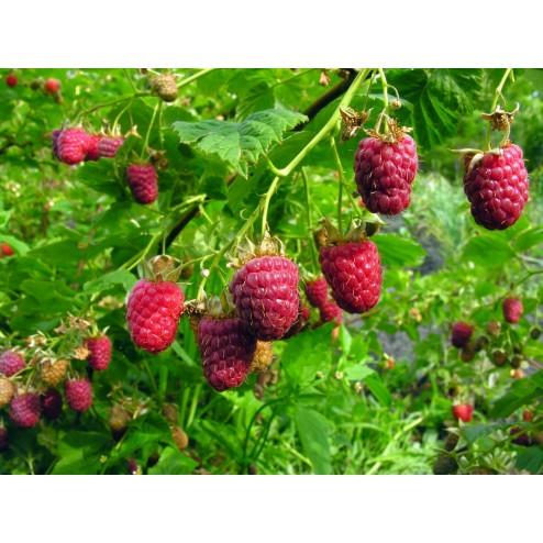Raspberry Killarney – Nutcracker Nursery & Tree Farm