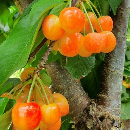 Cherry trees – Nutcracker Nursery & Tree Farm