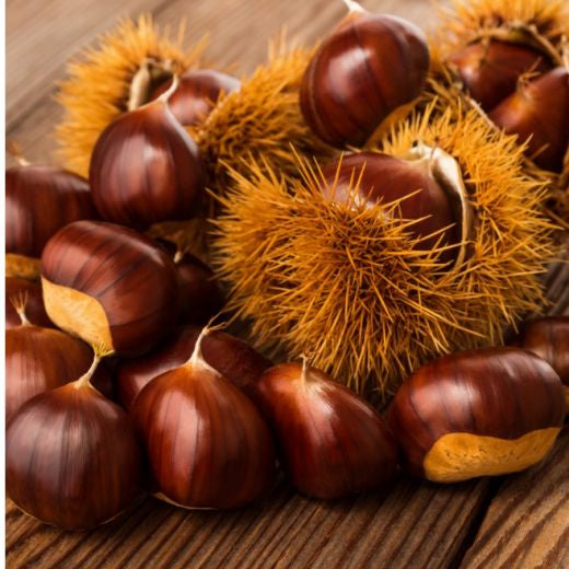 Chestnut trees – Nutcracker Nursery & Tree Farm