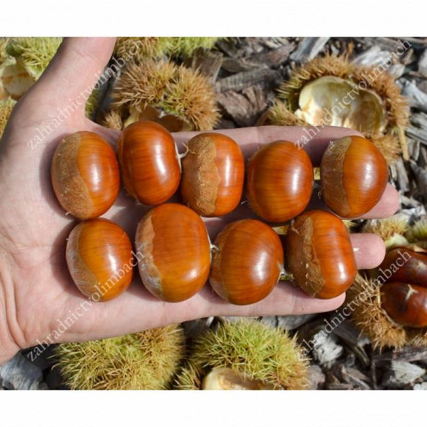 Chestnut trees – Nutcracker Nursery & Tree Farm