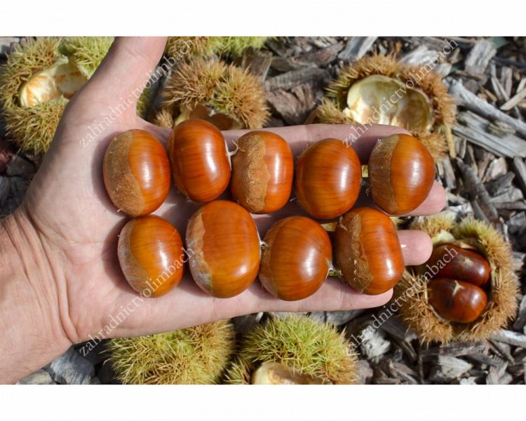 Chestnut tree Marigoule zone 6a – Nutcracker Nursery & Tree Farm