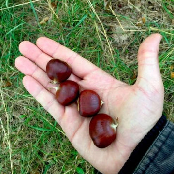 Chestnut trees – Nutcracker Nursery & Tree Farm