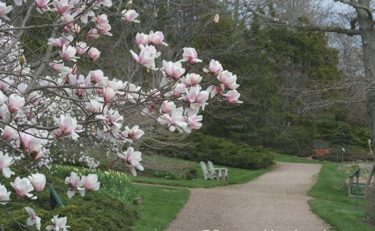 Magnolia 'LEGACY' – Nutcracker Nursery & Tree Farm