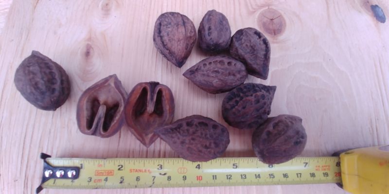 Fioka hybrid walnut (Buartnut) – Nutcracker Nursery & Tree Farm