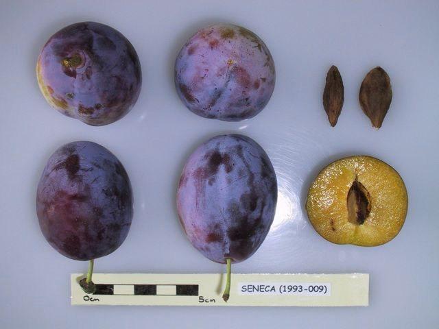 Plum Seneca Prunus domestica – Nutcracker Nursery & Tree Farm