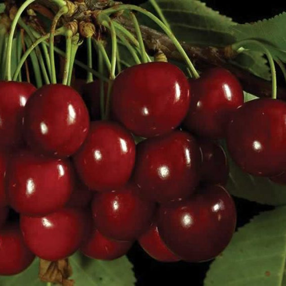 Cherry trees – Nutcracker Nursery & Tree Farm