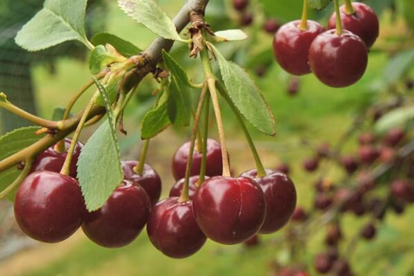Sweet cherry Vandalay prunus avium – Nutcracker Nursery & Tree Farm