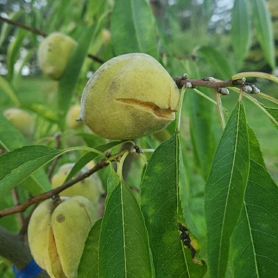 Sweet Almond Tree Javid's Iranian Mustang Semi-Dwarf – Nutcracker ...