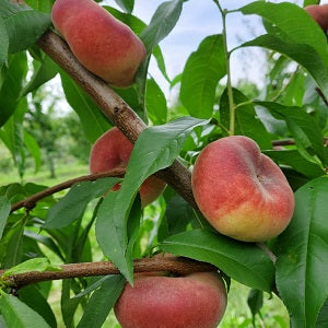 Peach Peento SATURN Semi-dwarf (Bailey) – Nutcracker Nursery & Tree Farm
