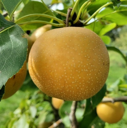 KOSUI asian pear DWARF (OHxF87) – Nutcracker Nursery & Tree Farm