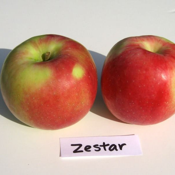 Apple trees – Nutcracker Nursery & Tree Farm