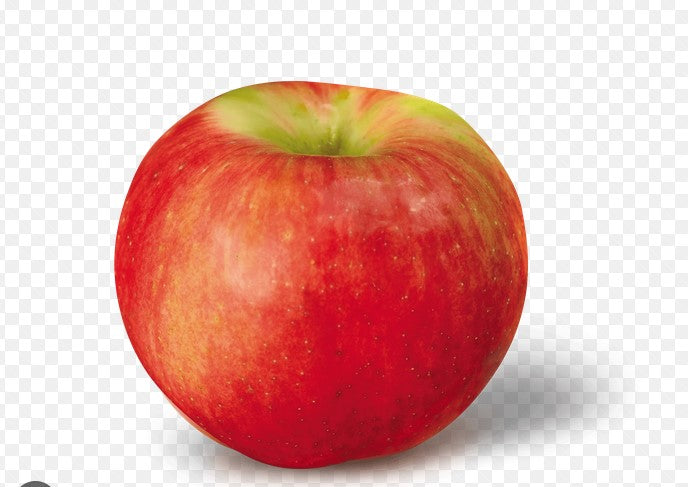 Zestar Large Semi-Dwarf Apple Tree – Nutcracker Nursery & Tree Farm