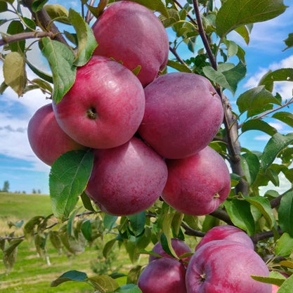 Apple trees – Nutcracker Nursery & Tree Farm