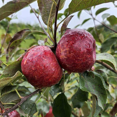 Apple trees – Nutcracker Nursery & Tree Farm