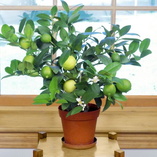 Dwarf Persian Lime – Nutcracker Nursery & Tree Farm