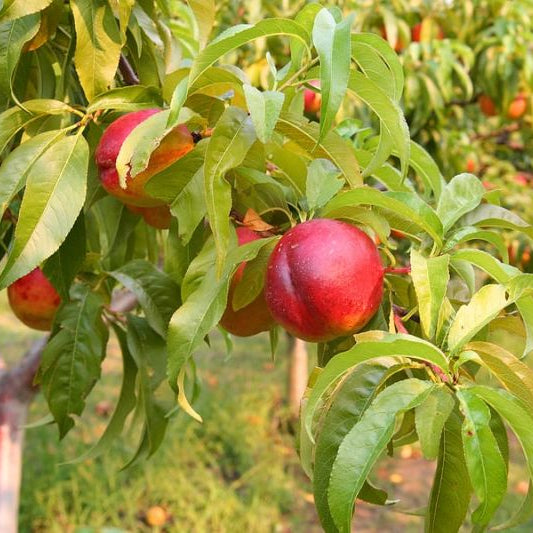 Peach trees and Nectarines – Nutcracker Nursery & Tree Farm