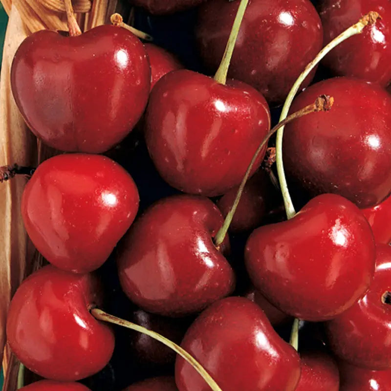 Sweet Cherry Kristin DWARF – Nutcracker Nursery & Tree Farm
