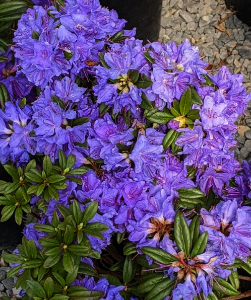 Rhododendron ‘Blue Baron’ – Nutcracker Nursery & Tree Farm