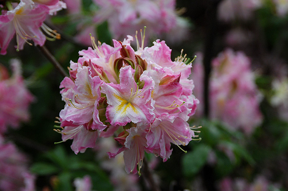 Rhododendron 'Tri-Lights' (Azalea) – Nutcracker Nursery & Tree Farm