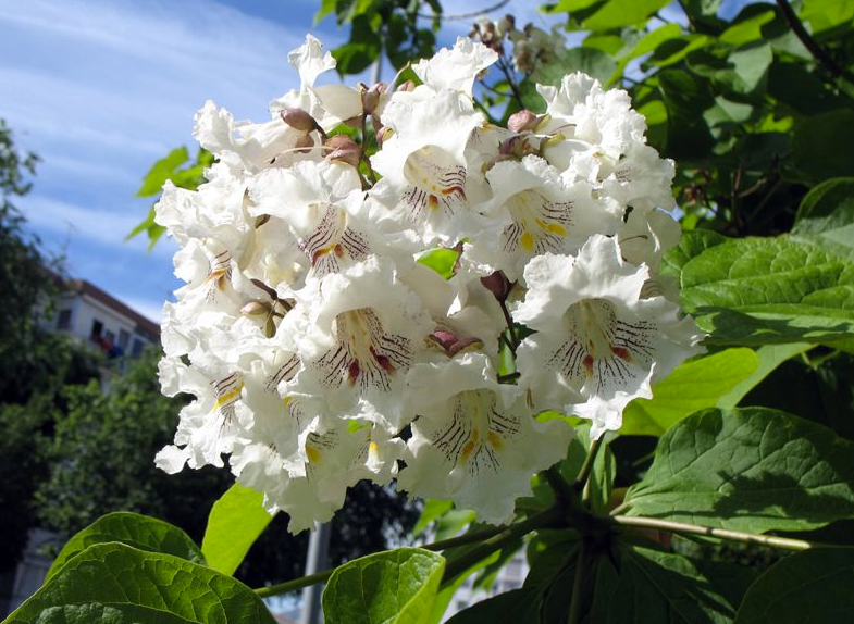 Catalpa bignonioides – Nutcracker Nursery & Tree Farm