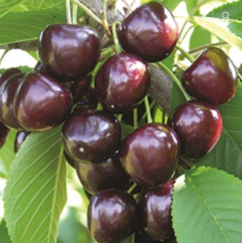 SANDRA ROSE sweet cherry SEMI-DWARF (GISELA 12) – Nutcracker Nursery ...
