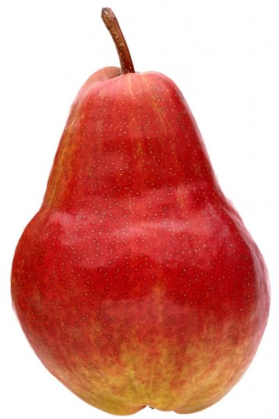 Pear tree 'Red Bartlett' (dwarf rootstock) – Nutcracker Nursery & Tree Farm