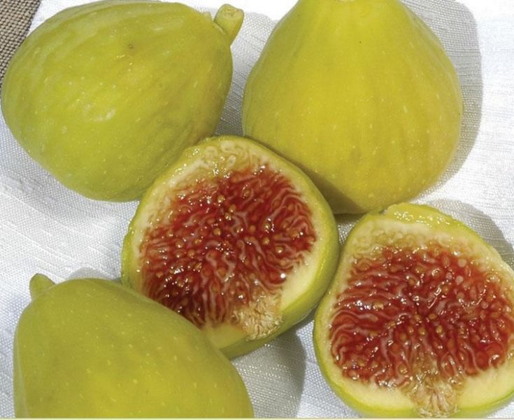 Desert King Fig Tree – Nutcracker Nursery & Tree Farm