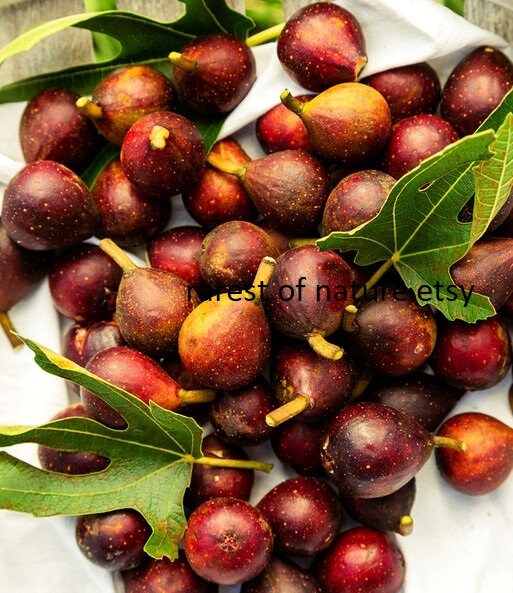 Little Ruby Fig Tree – Nutcracker Nursery & Tree Farm