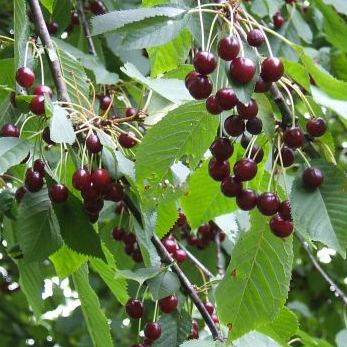 Cherry trees – Nutcracker Nursery & Tree Farm