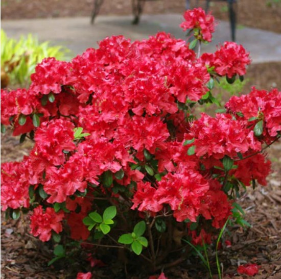 Azalea 'Red Demon' – Nutcracker Nursery & Tree Farm