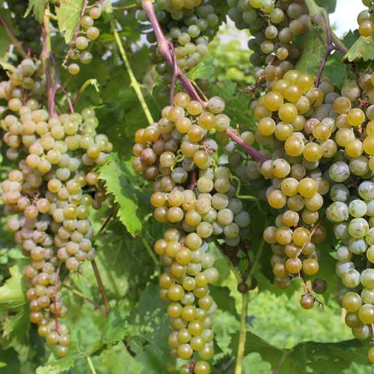 Table grape – Nutcracker Nursery & Tree Farm