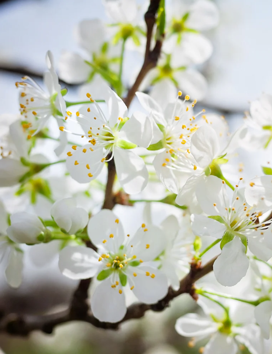 AU ROSA japanese plum SEMI-DWARF (St Julien A) – Nutcracker Nursery ...