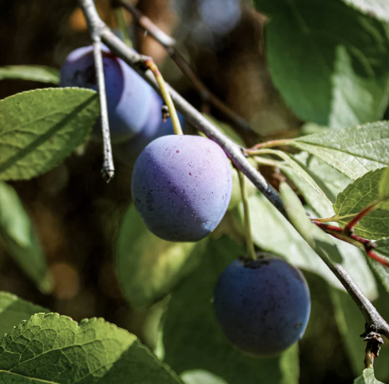 European plum Brooks on Dwarf rootstock – Nutcracker Nursery & Tree Farm