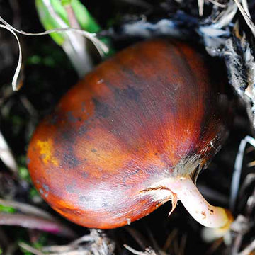 Chestnut trees – Nutcracker Nursery & Tree Farm