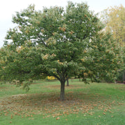 Chestnut trees – Nutcracker Nursery & Tree Farm