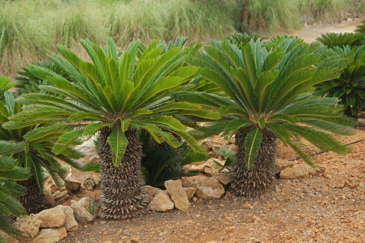 King Sago Palm Cycas revoluta – Nutcracker Nursery & Tree Farm