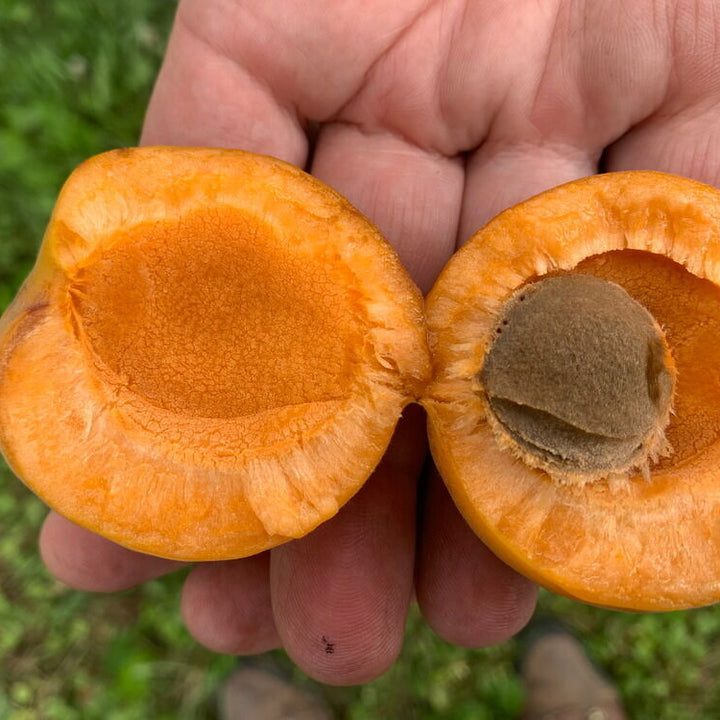 Apricot trees – Nutcracker Nursery & Tree Farm