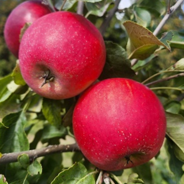 Nutcracker Nursery & Tree Farm