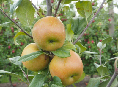 Apple Lucy Gem semi-Dwarf – Nutcracker Nursery & Tree Farm