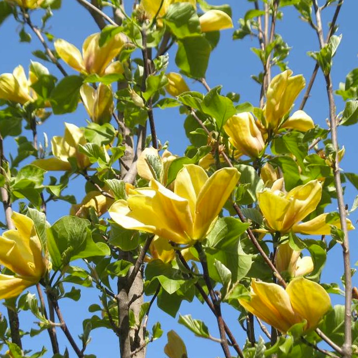 Nutcracker Nursery & Tree Farm