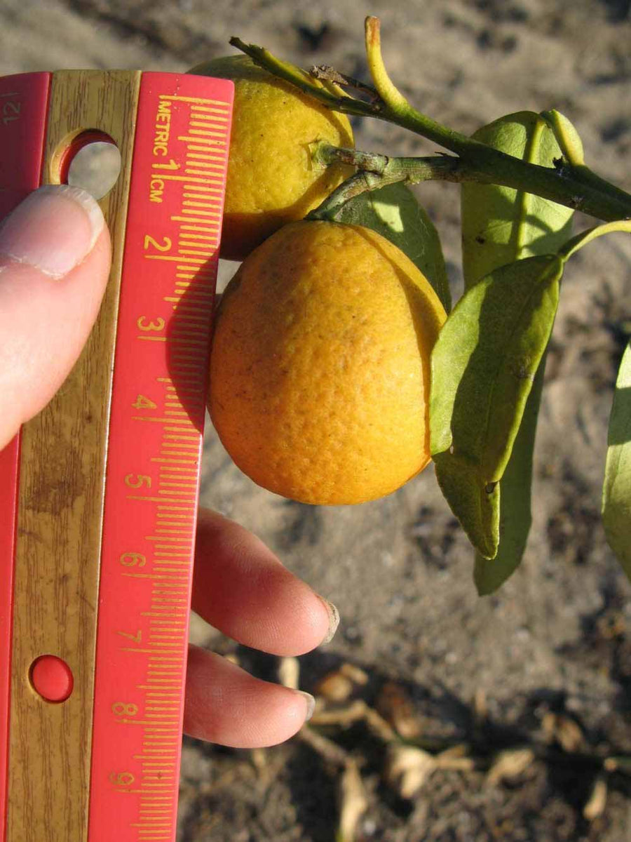 Red lime 899 on rootstock – Nutcracker Nursery & Tree Farm