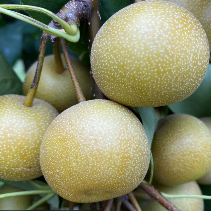 Nutcracker Nursery & Tree Farm