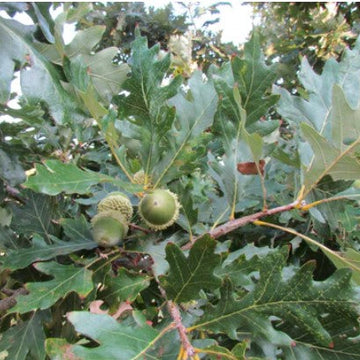 Oak trees – Nutcracker Nursery & Tree Farm