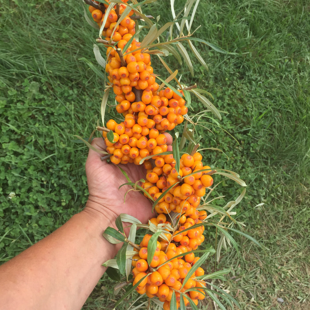 Sea buckthorn – Nutcracker Nursery & Tree Farm