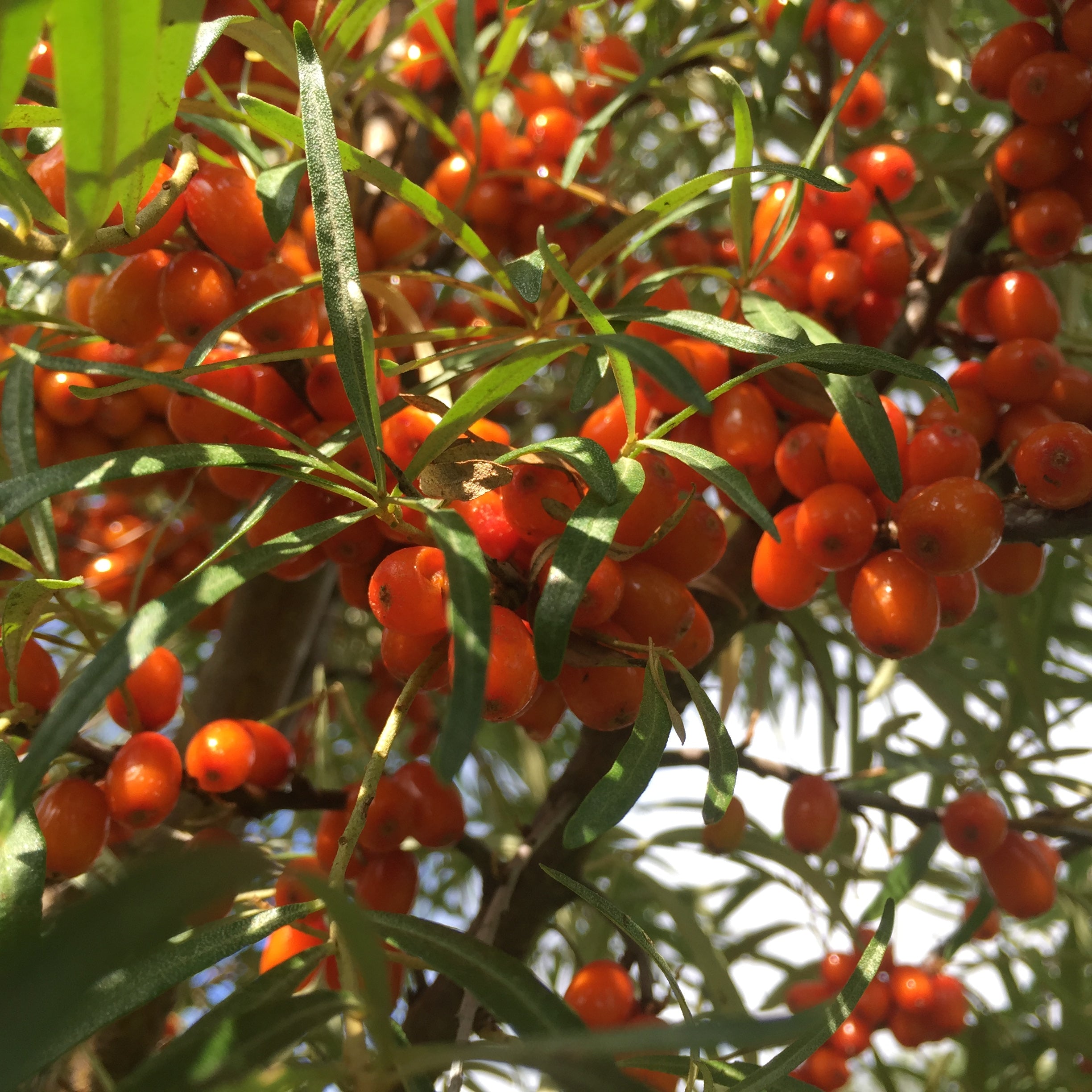 Sea buckthorn – Nutcracker Nursery & Tree Farm