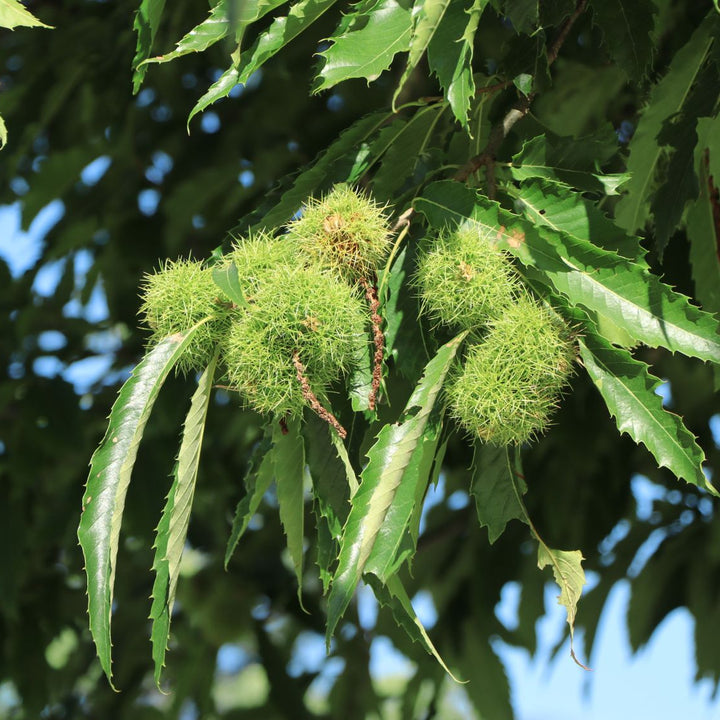 Chestnut trees – Nutcracker Nursery & Tree Farm