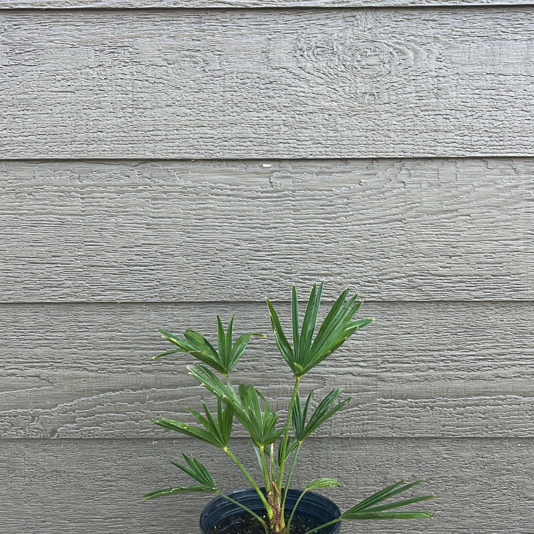 Citrus plants, palm trees and other exotic – Nutcracker Nursery & Tree Farm