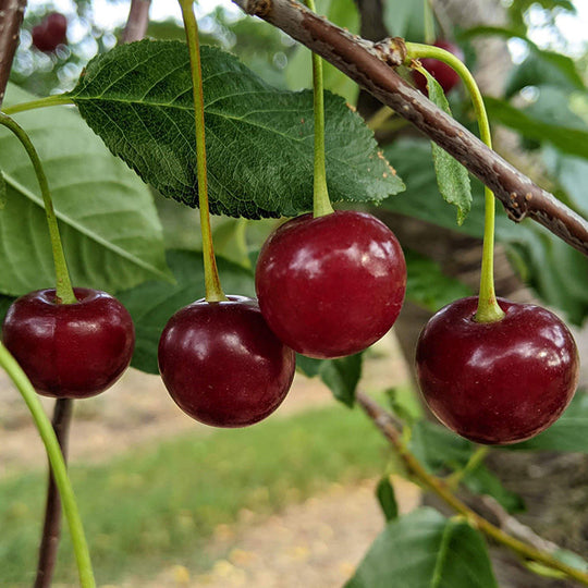 Nutcracker Nursery & Tree Farm