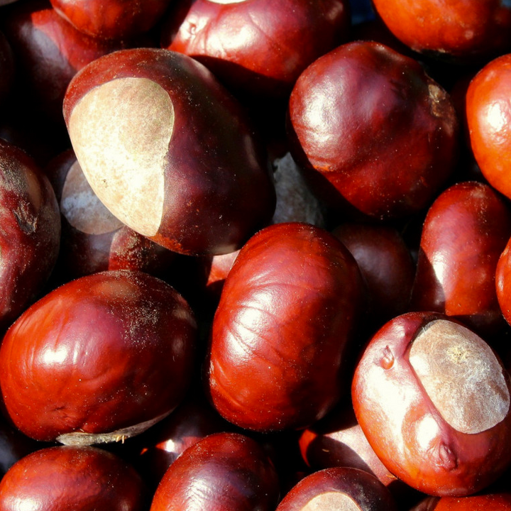 Chestnut trees – Nutcracker Nursery & Tree Farm